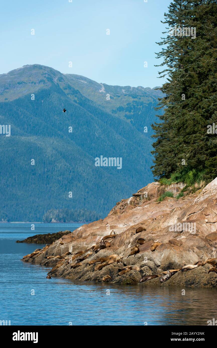 Steller sea lions (Eumetopias jubatus) on Sunset Island in Stephens ...