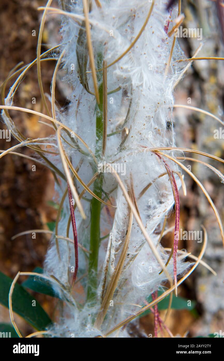 Fireweed angustifolium seed hi-res stock photography and images - Alamy