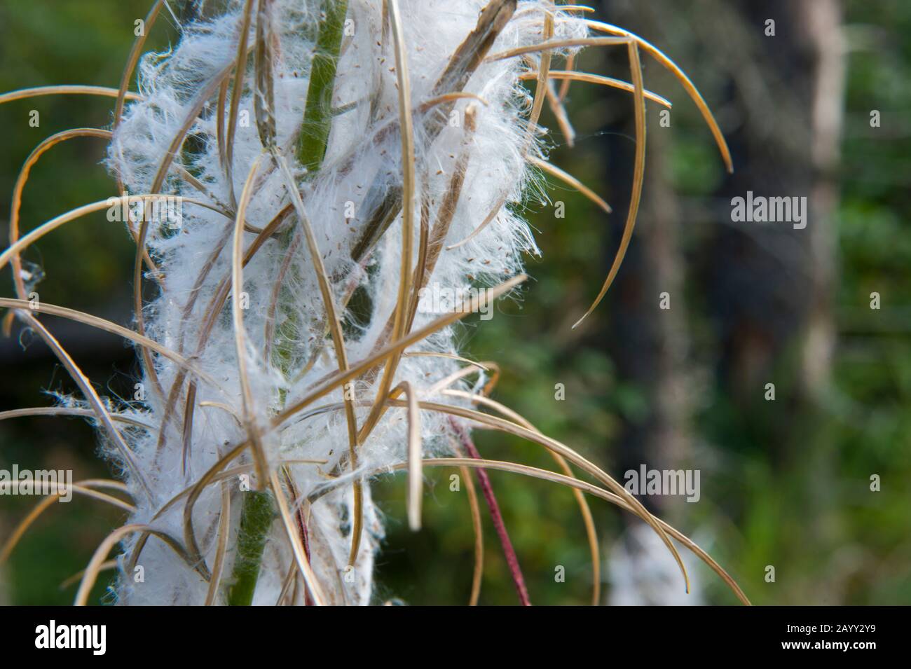 Fireweed angustifolium seed hi-res stock photography and images - Alamy