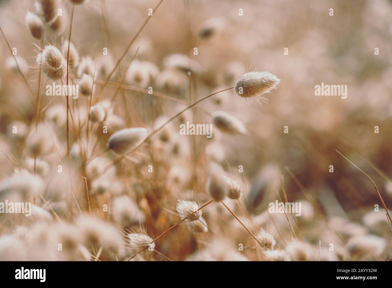 Bunny tails ornamental grass hi-res stock photography and images - Alamy
