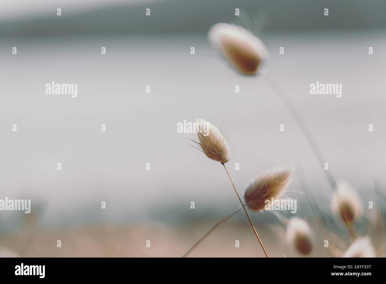 Bunny tails ornamental grass hi-res stock photography and images - Alamy