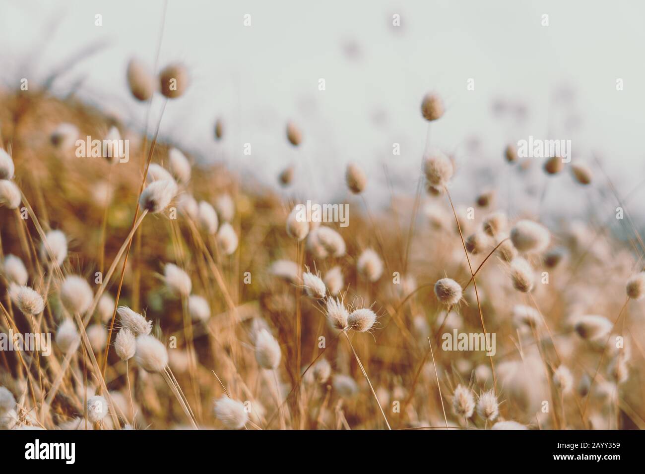 Hare tails grass hi-res stock photography and images - Alamy