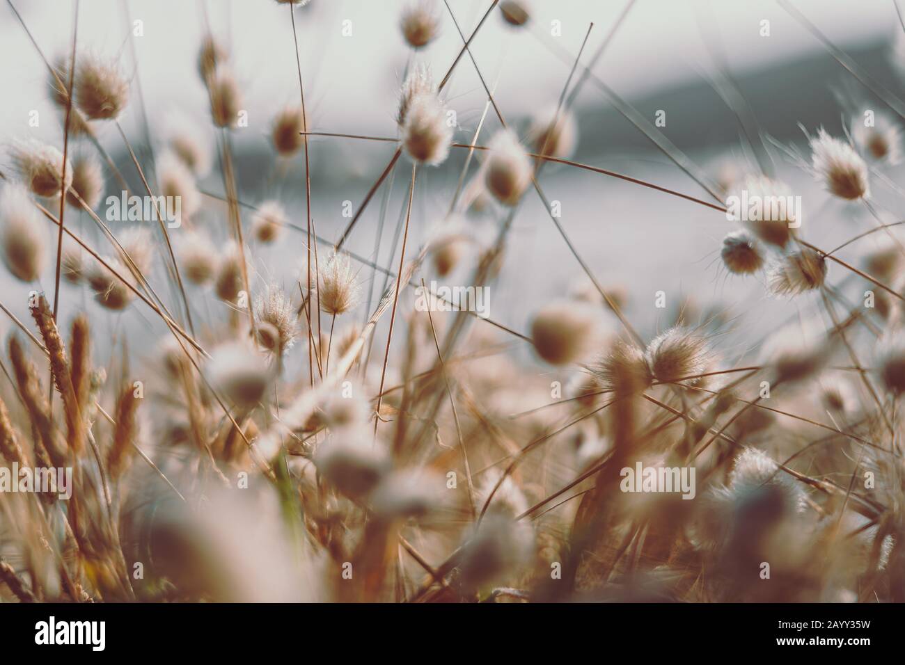 Bunny tails ornamental grass hi-res stock photography and images - Alamy