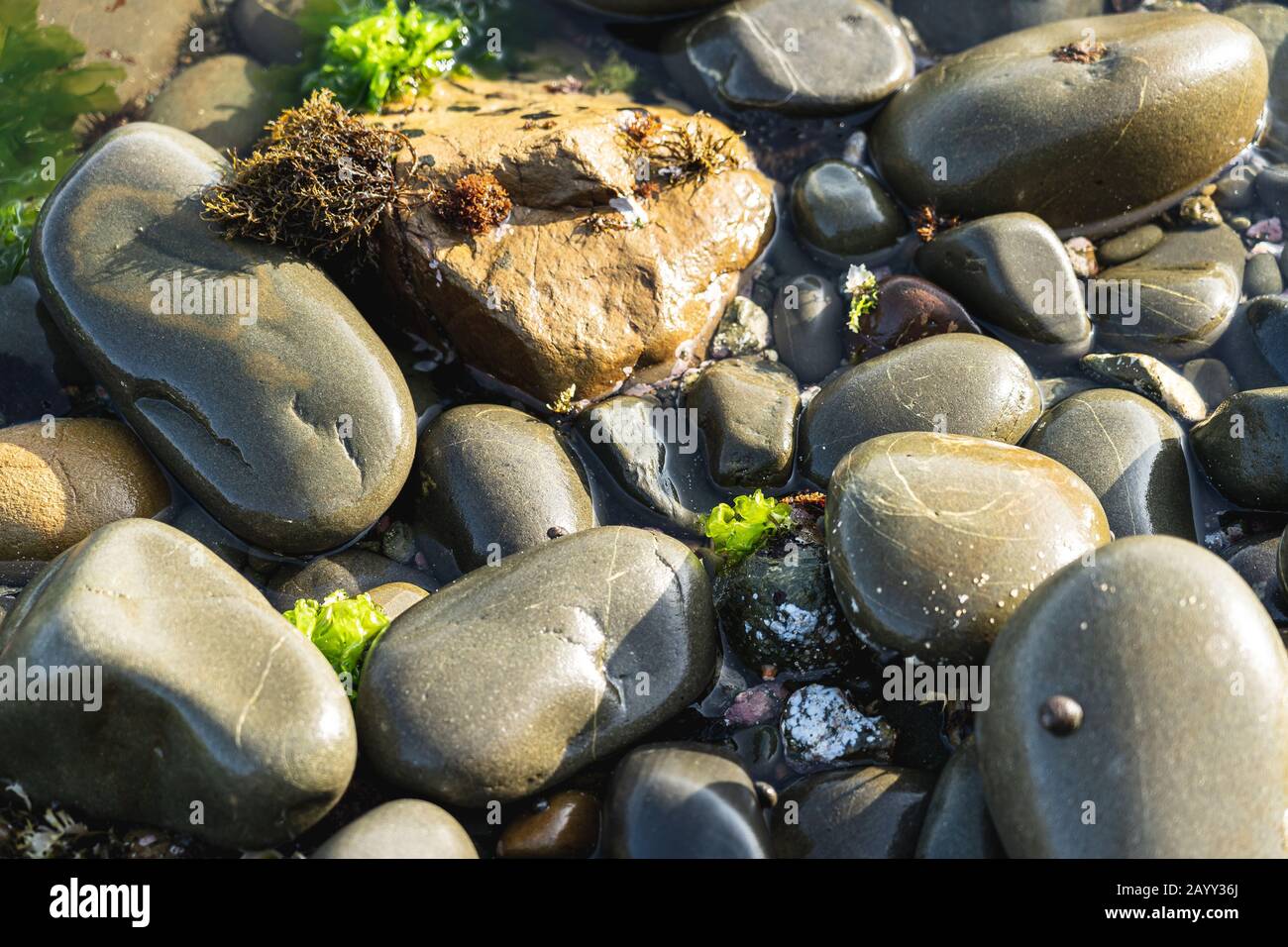 Smooth Round Pebble; Natura Background. Textures Stock Photo - Alamy