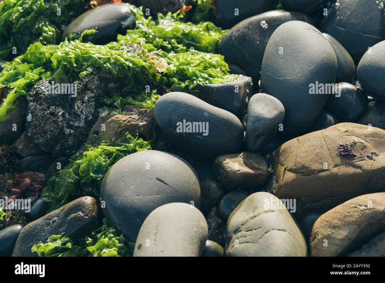 Smooth Round Pebble; Natura Background. Textures Stock Photo - Alamy
