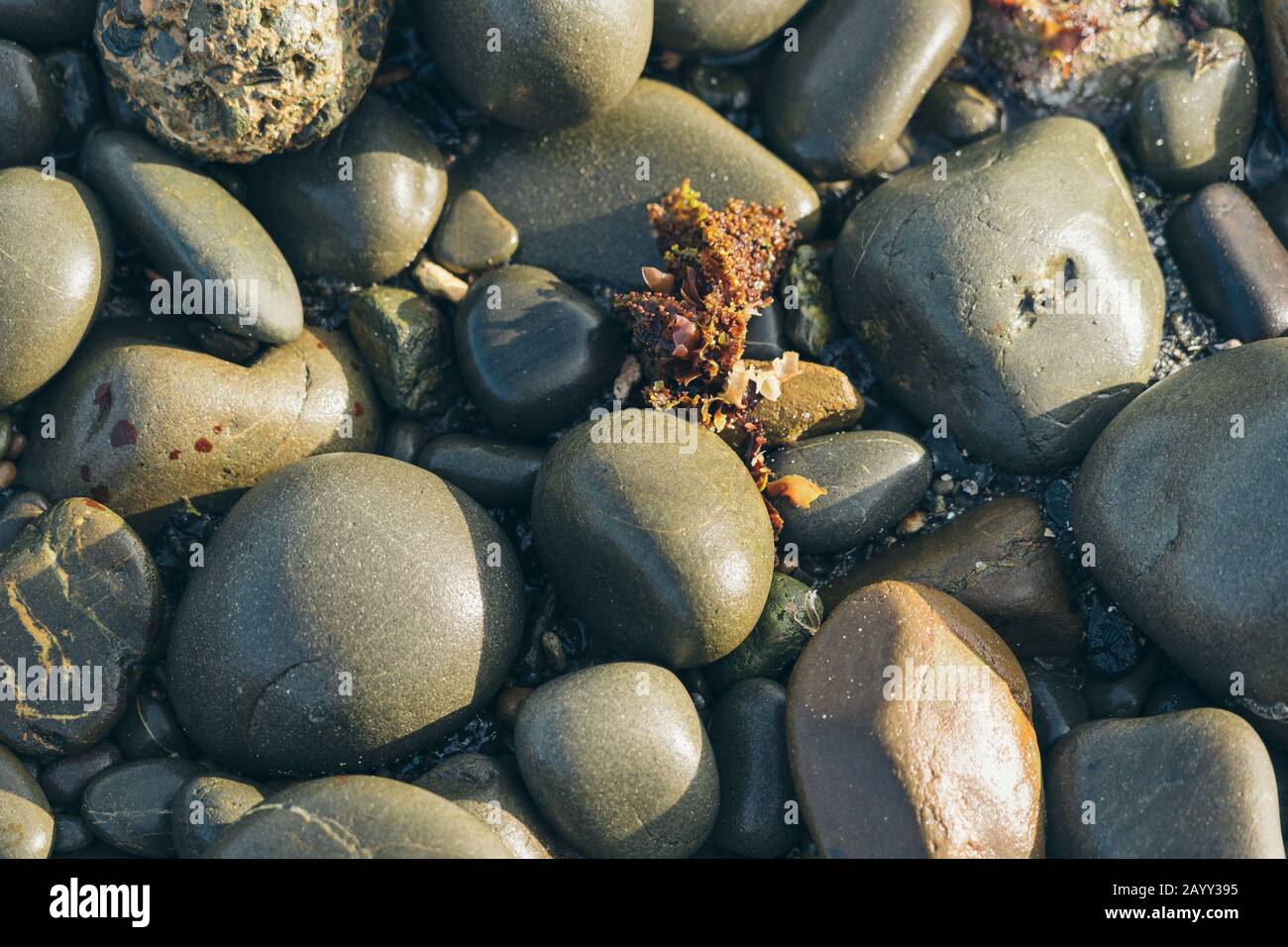 Smooth Round Pebble; Natura Background. Textures Stock Photo - Alamy