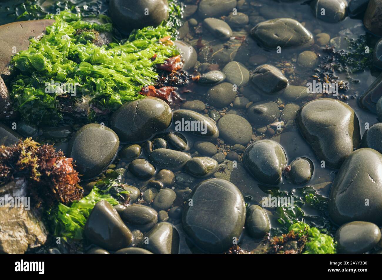 Smooth Round Pebble; Natura Background. Textures Stock Photo - Alamy