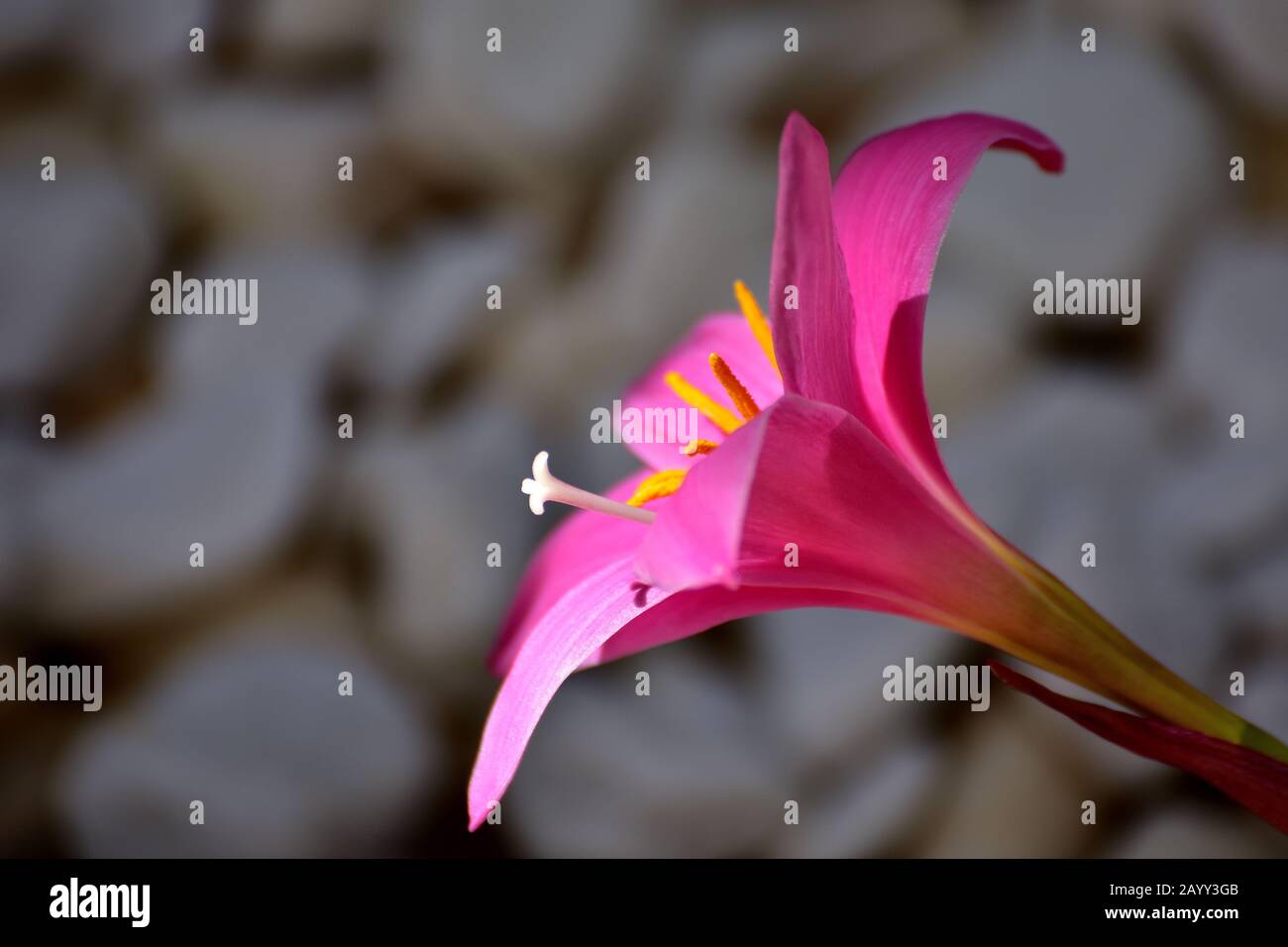 Light stamens hi-res stock photography and images - Alamy