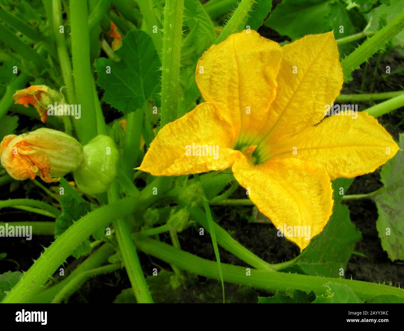 squash plantation in the vegetable garden, different stages of ...