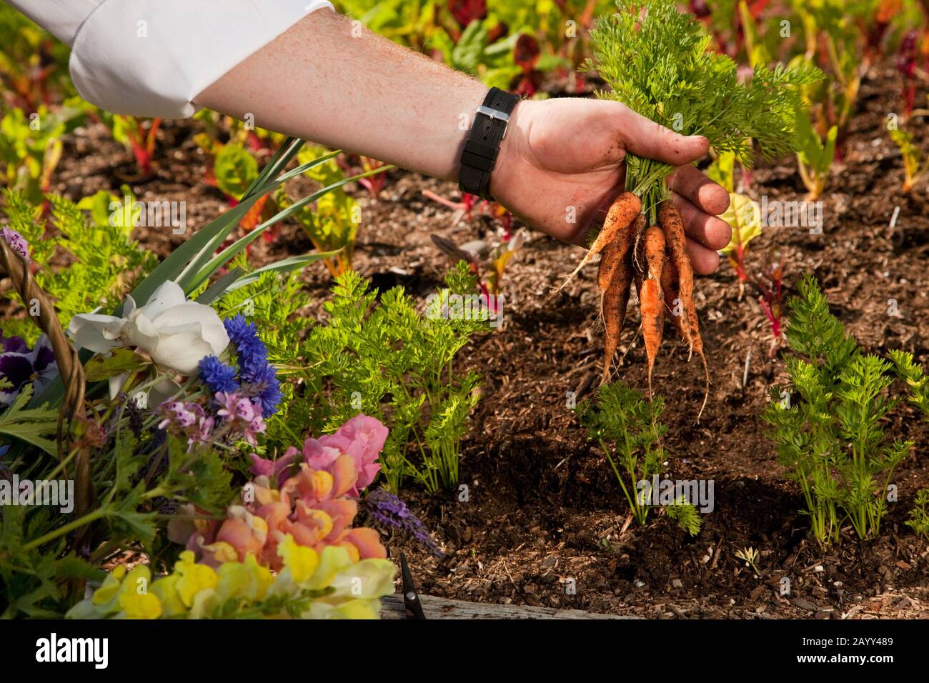 California vegetable farm hi-res stock photography and images - Alamy