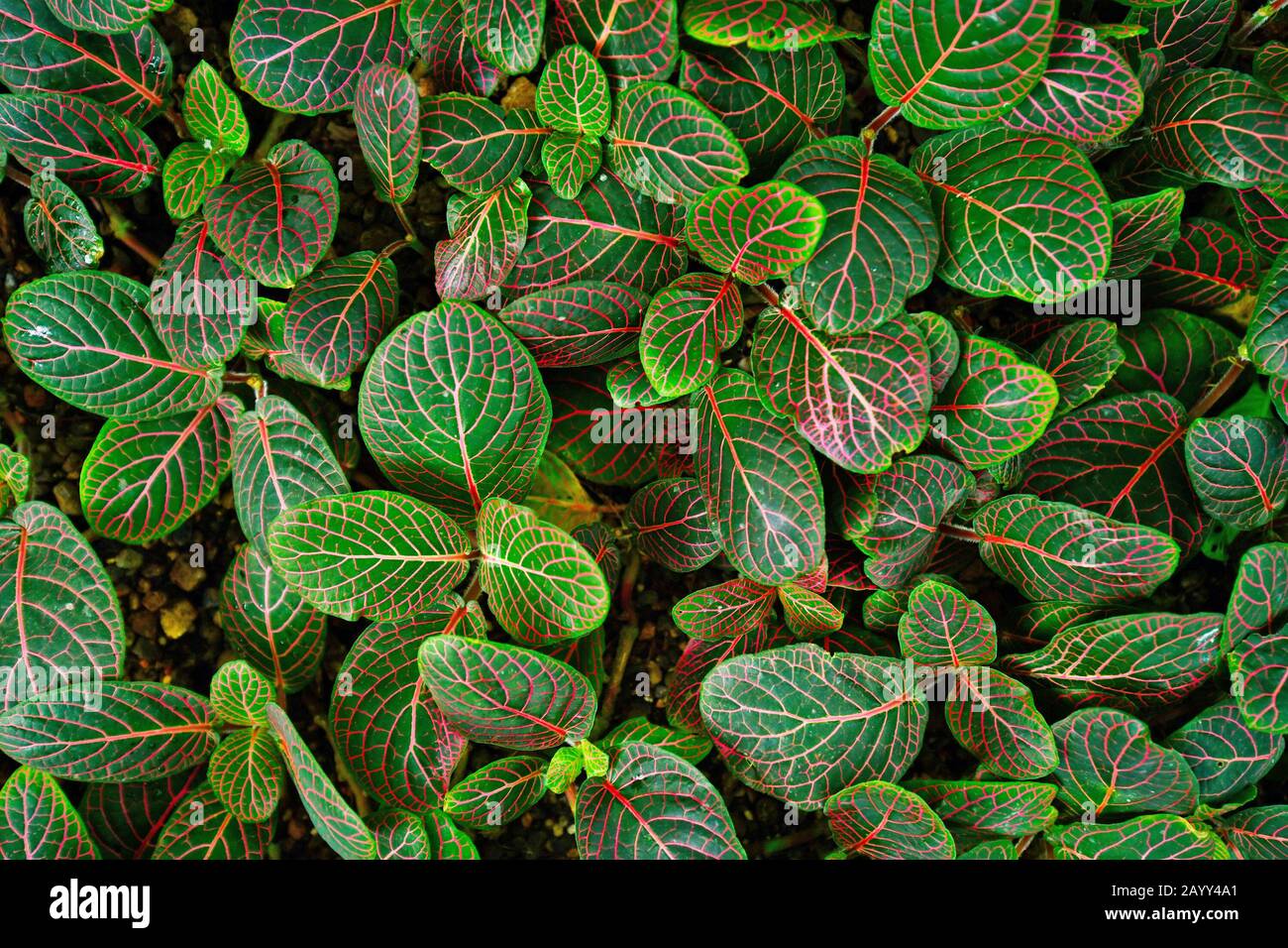 Tropical 'Fittonia Gigantea' Nerv plant with red veins covering ground ...