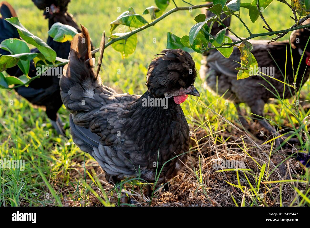 Polish bantam chickens scratching in the grass looking for food Stock ...