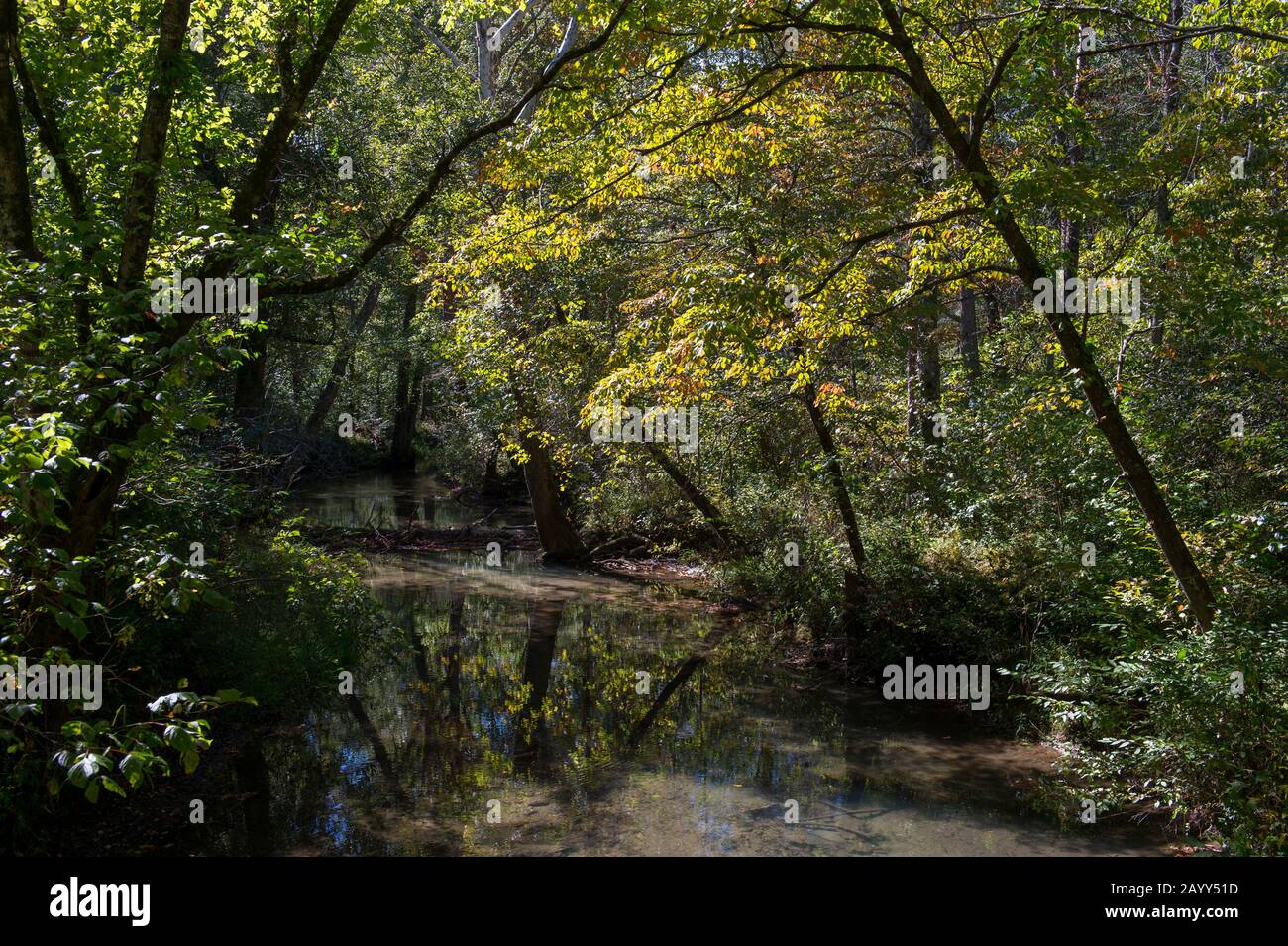 Trees reflecting in the water of a creek in Cades Cove, Great Smoky ...