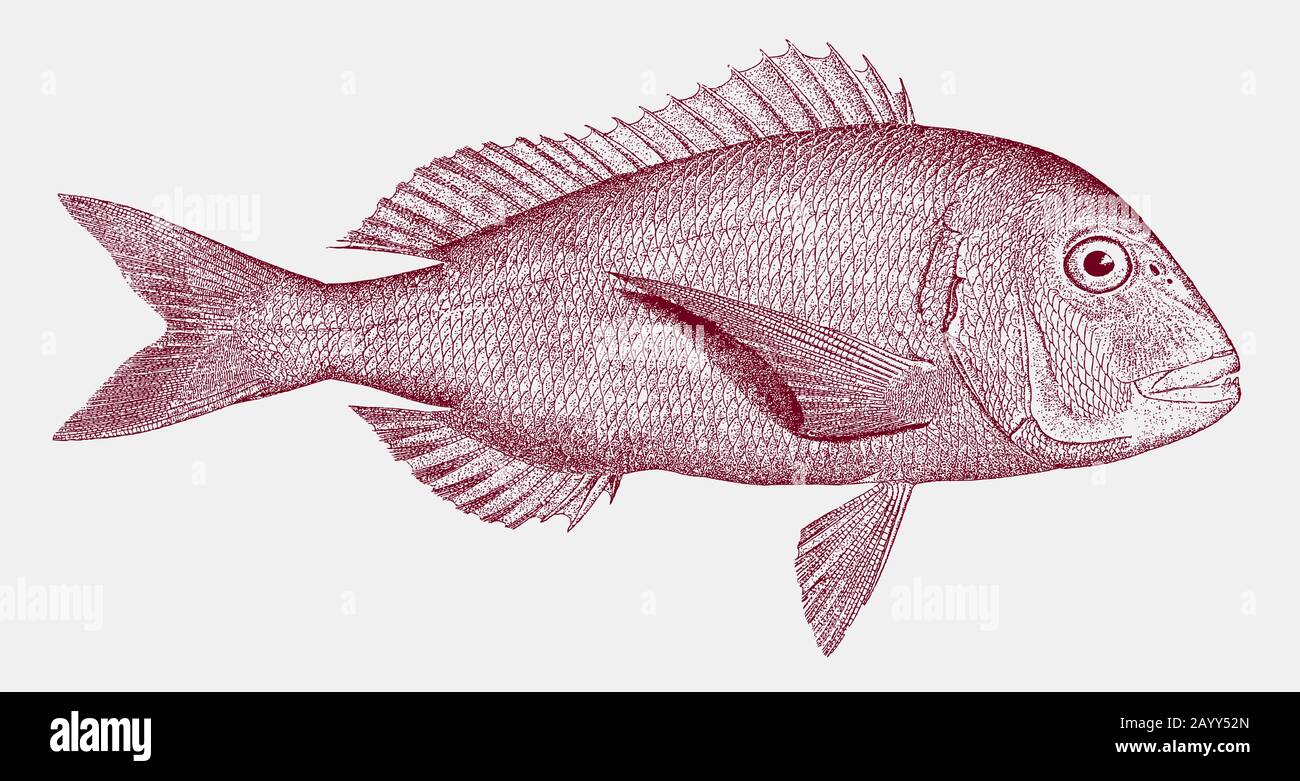 Red porgy or common seabream pagrus, a fish from the atlantic in side ...