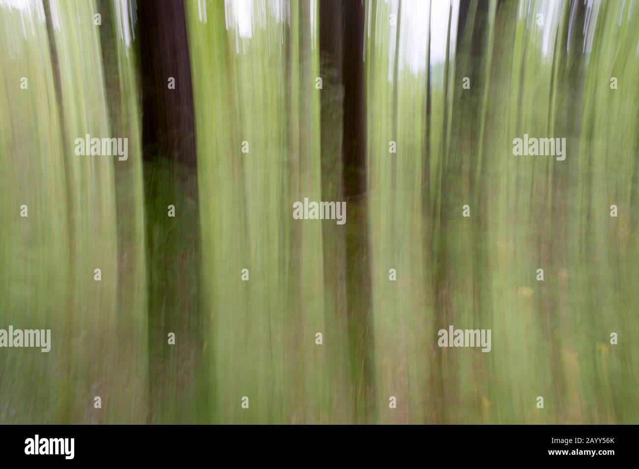 Vertical panning effect on the forest near Laurel Falls in the Great ...