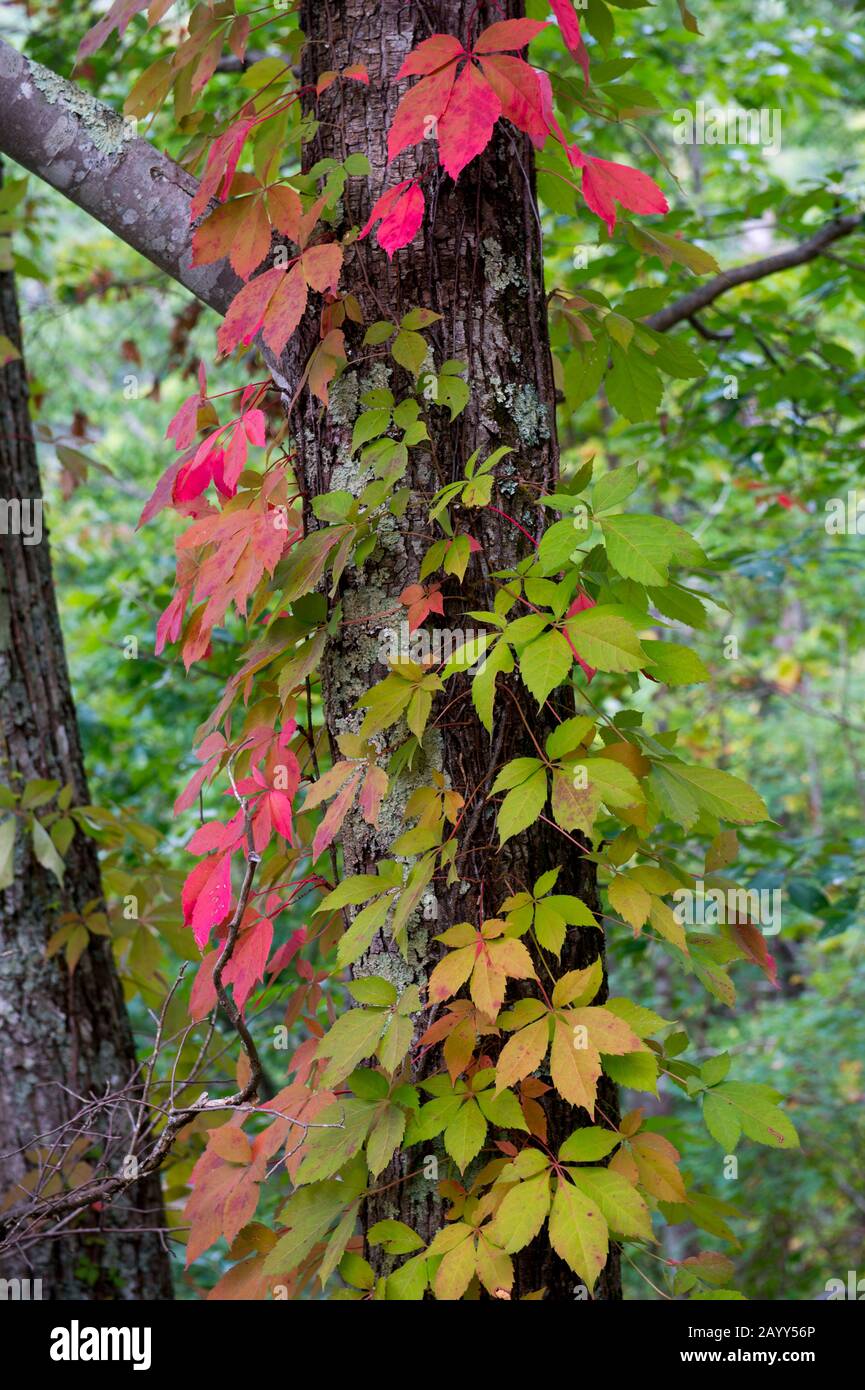 A vine with fall colors on a tree in the forest near Laurel Falls in ...