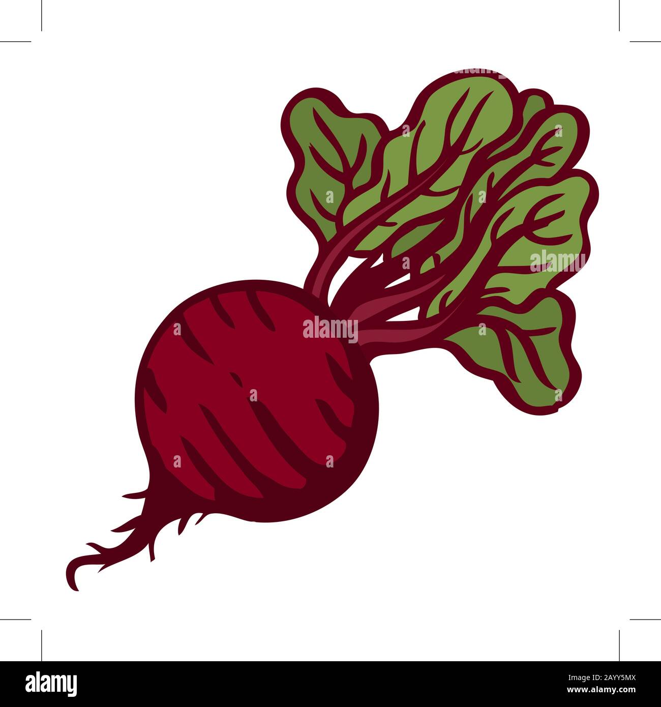 Beet. Isolated object. White background. Vector Stock Vector Image ...