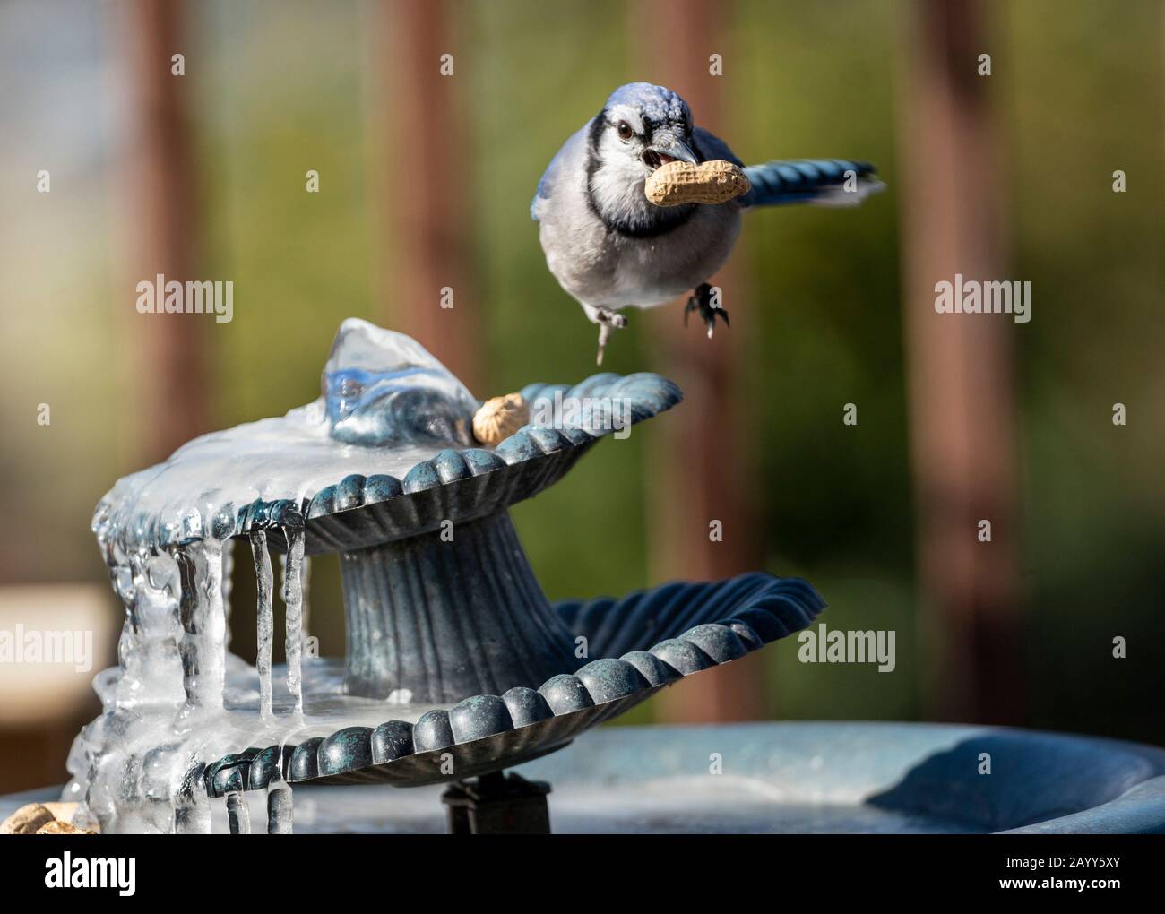 Bird with nut Stock Photo - Alamy