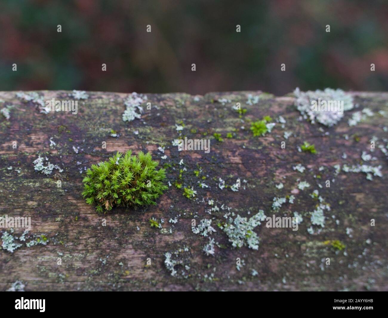 Lichen on old stone wall hi-res stock photography and images - Alamy