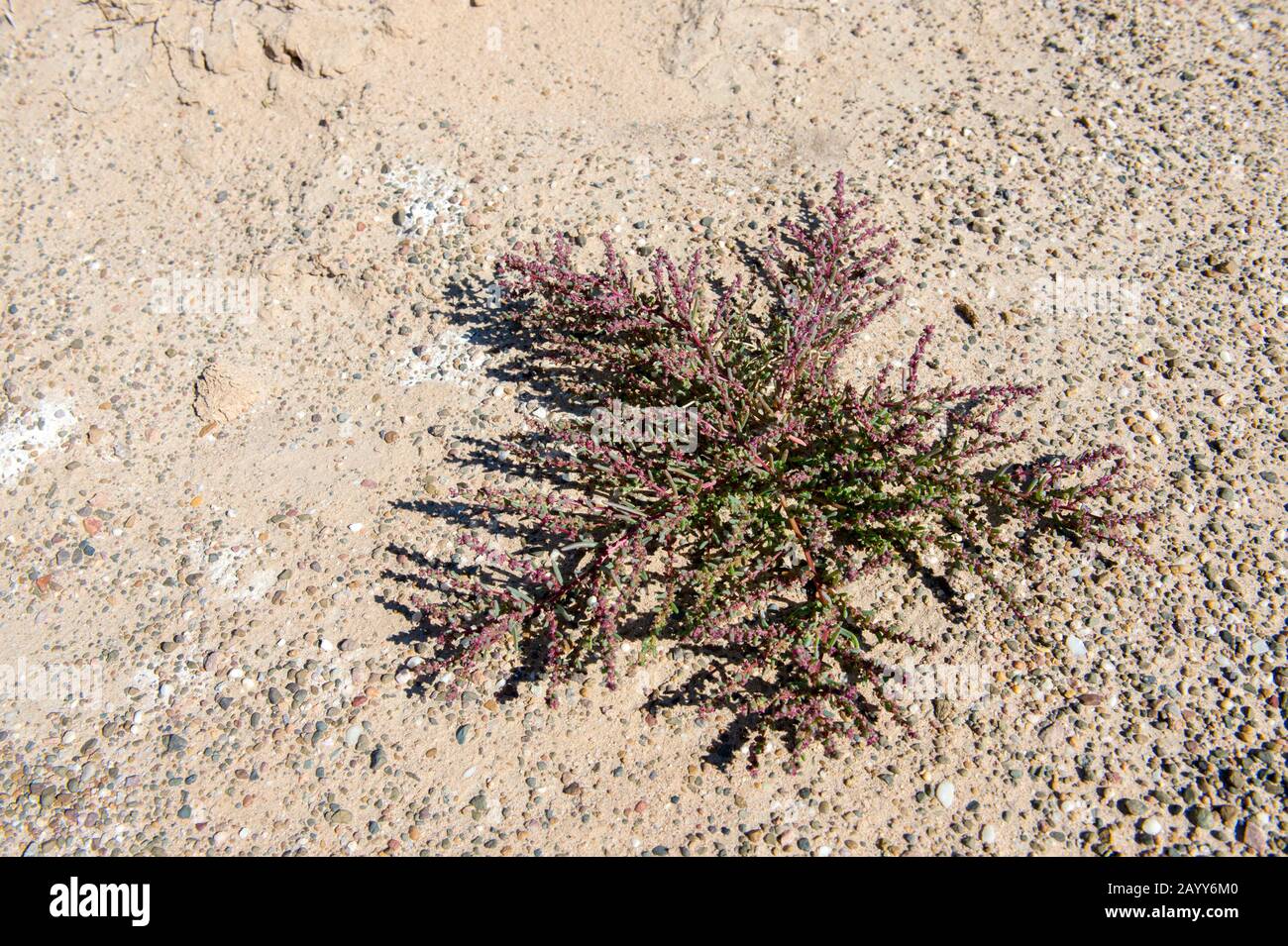 Mongolian Gobi Desert Plant