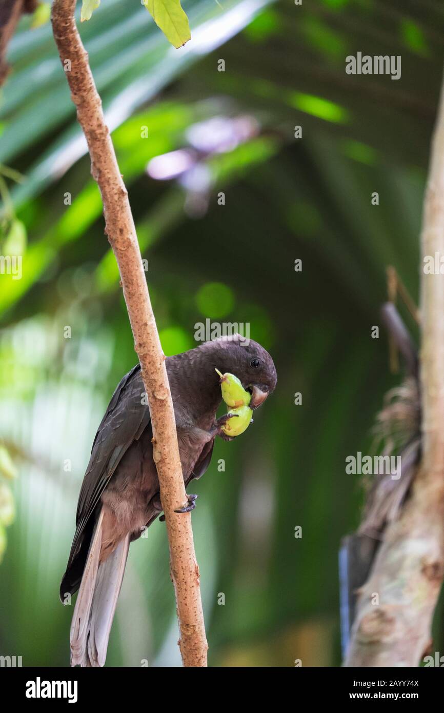Black parrot coracopsis nigra hi-res stock photography and images - Alamy