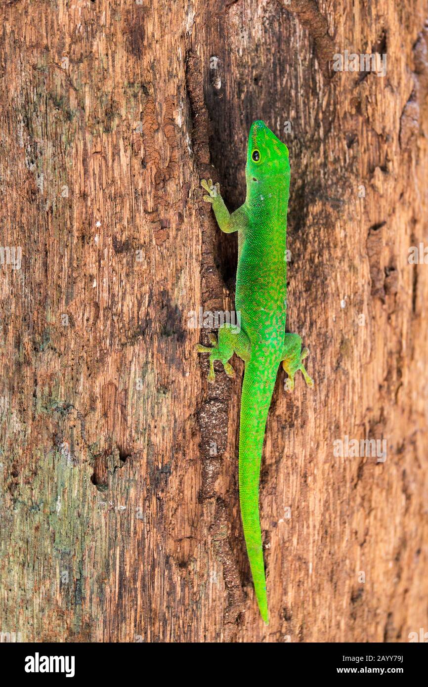 Phelsuma astriata hi-res stock photography and images - Alamy