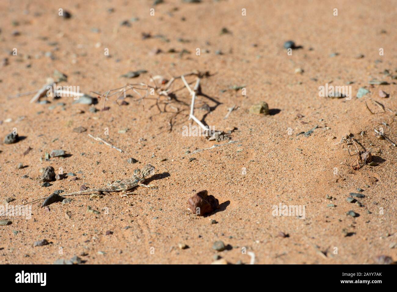 A Tuva toad-head agama (Phrynocephalus versicolor) lizard at the ...