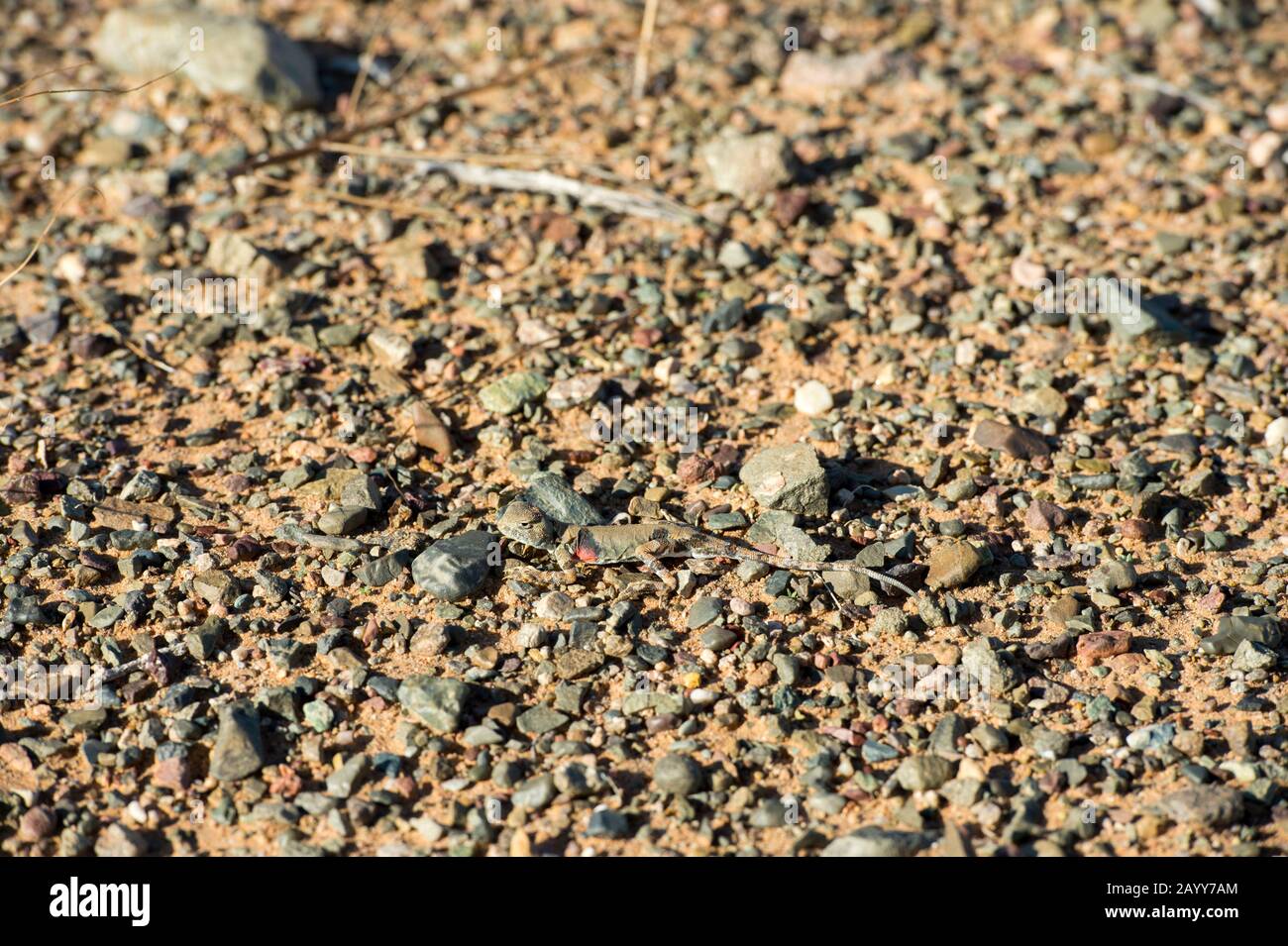 A Tuva toad-head agama (Phrynocephalus versicolor) lizard at the ...