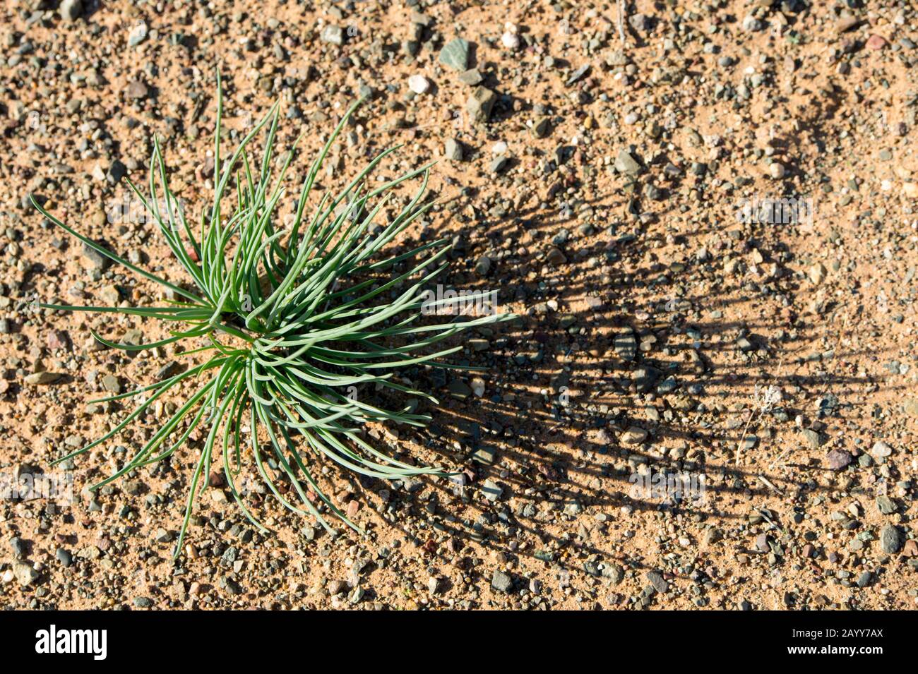 Wild chives hi-res stock photography and images - Alamy
