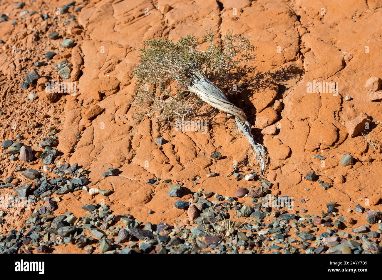 Creeping desert hi-res stock photography and images - Alamy