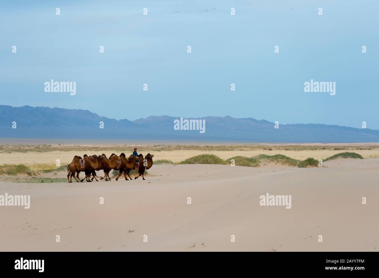 A herder with Bactrian camels riding in the Hongoryn Els sand dunes in ...