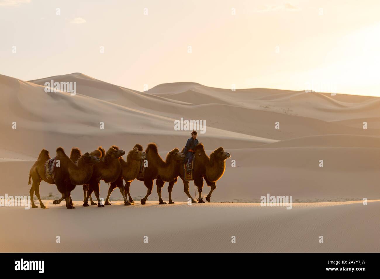 A herder is riding Bactrian camels in the evening light at the Hongoryn ...