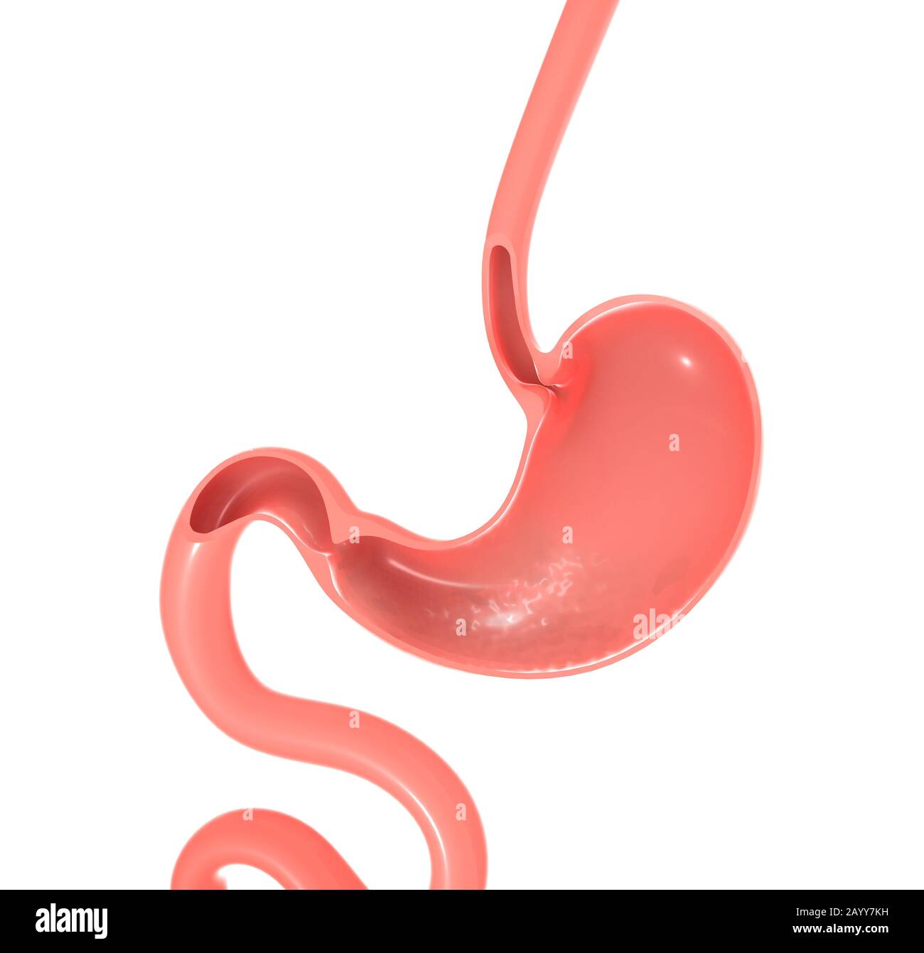 3D illustration of the anatomy of the human stomach, esophagus and ...