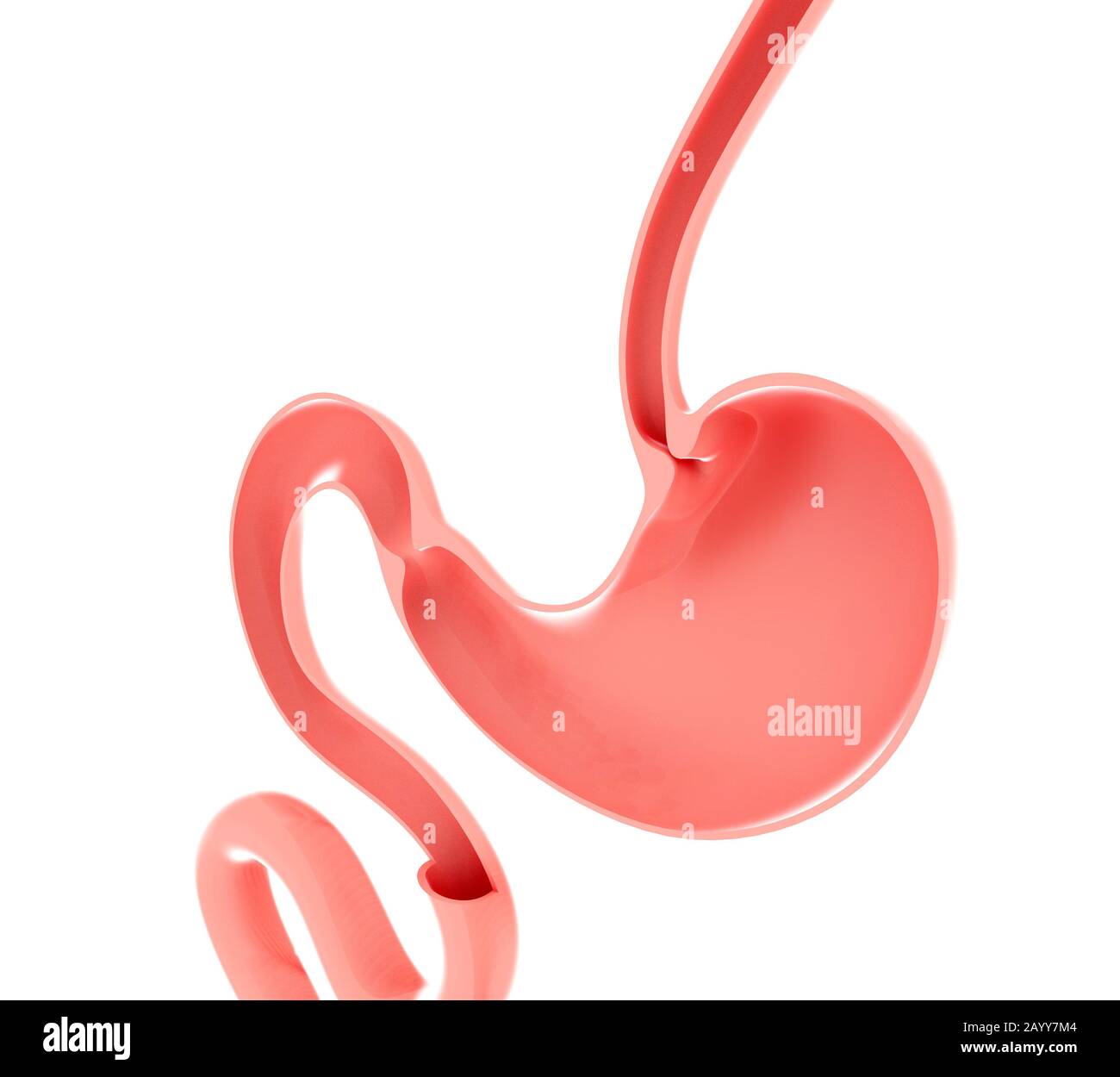 3D illustration of the anatomy of the human stomach, esophagus and ...