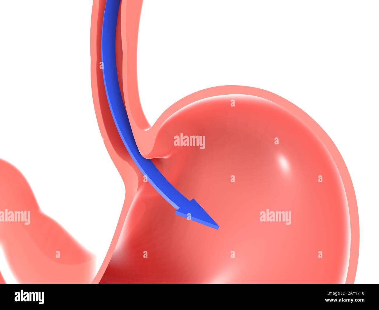3D illustration of the trachea's food path to the stomach, passing ...