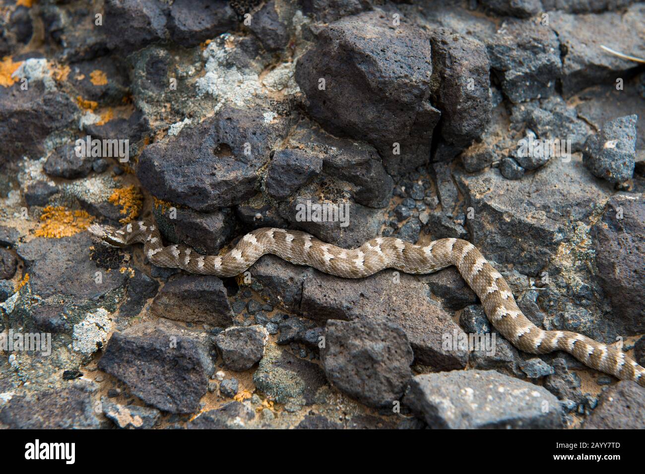 A Halys pit viper or Asian viper (Gloydius halys) in the rocks of the ...
