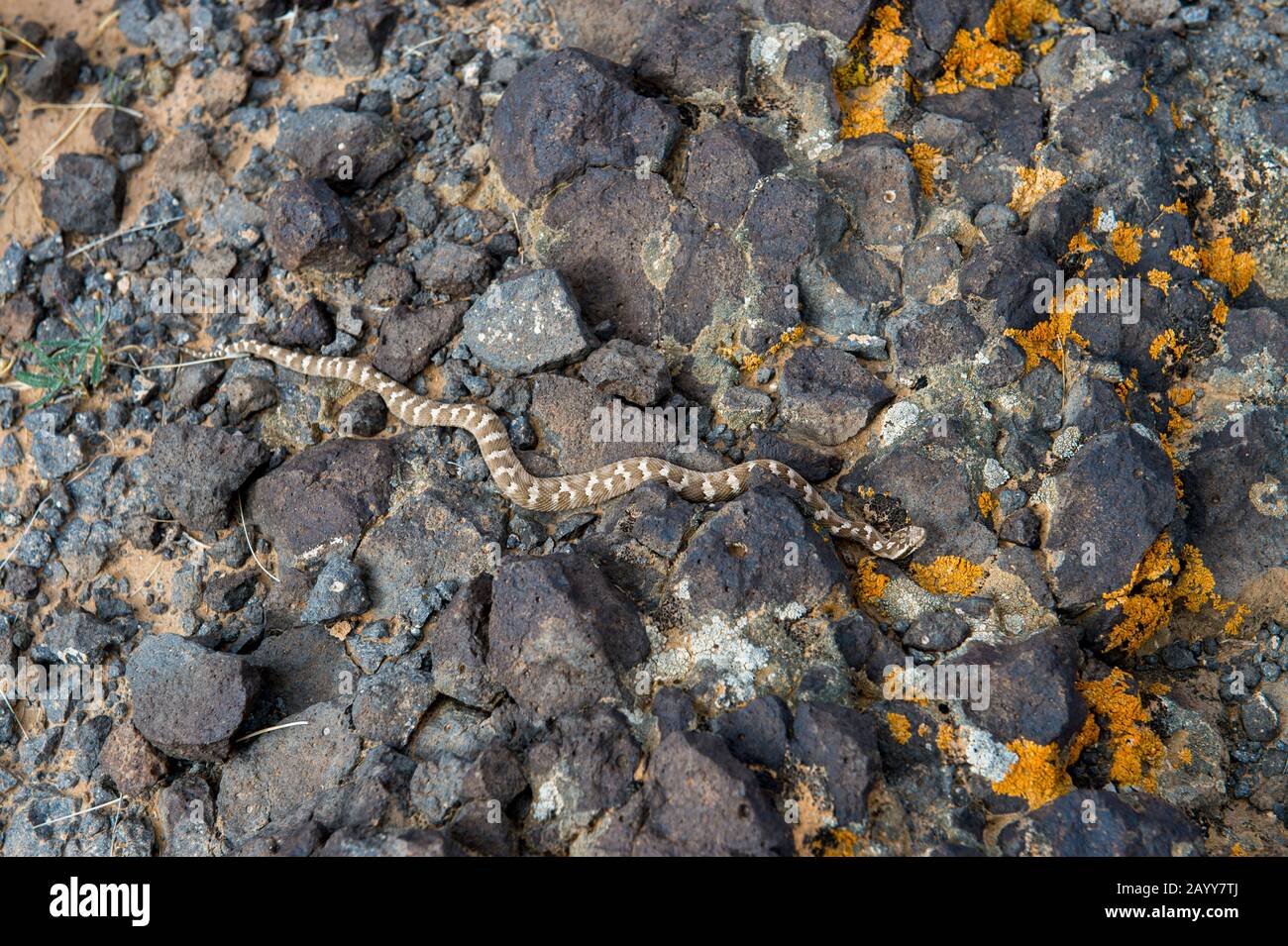 The gobi desert viper hi-res stock photography and images - Alamy