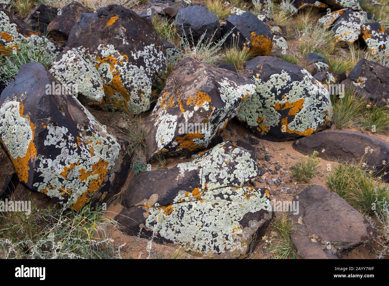 Lichen in the desert hi-res stock photography and images - Alamy