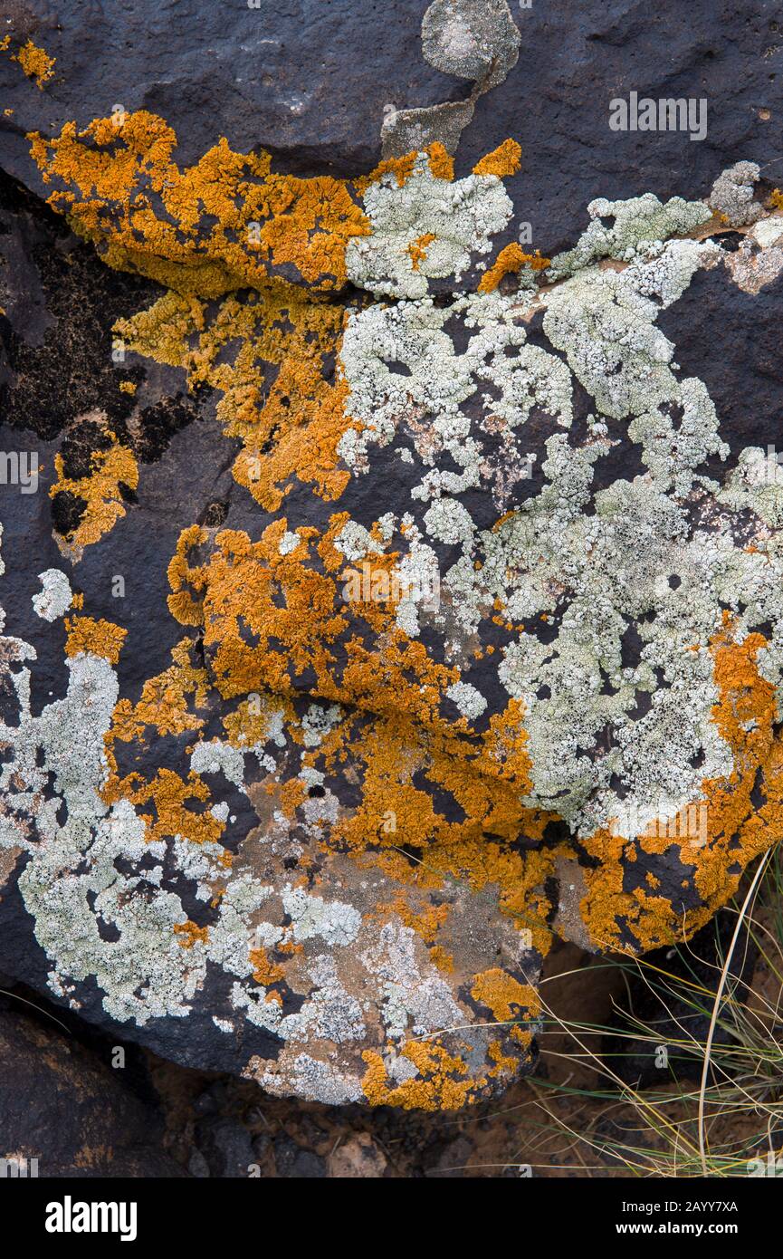 Lichen in the desert hi-res stock photography and images - Alamy