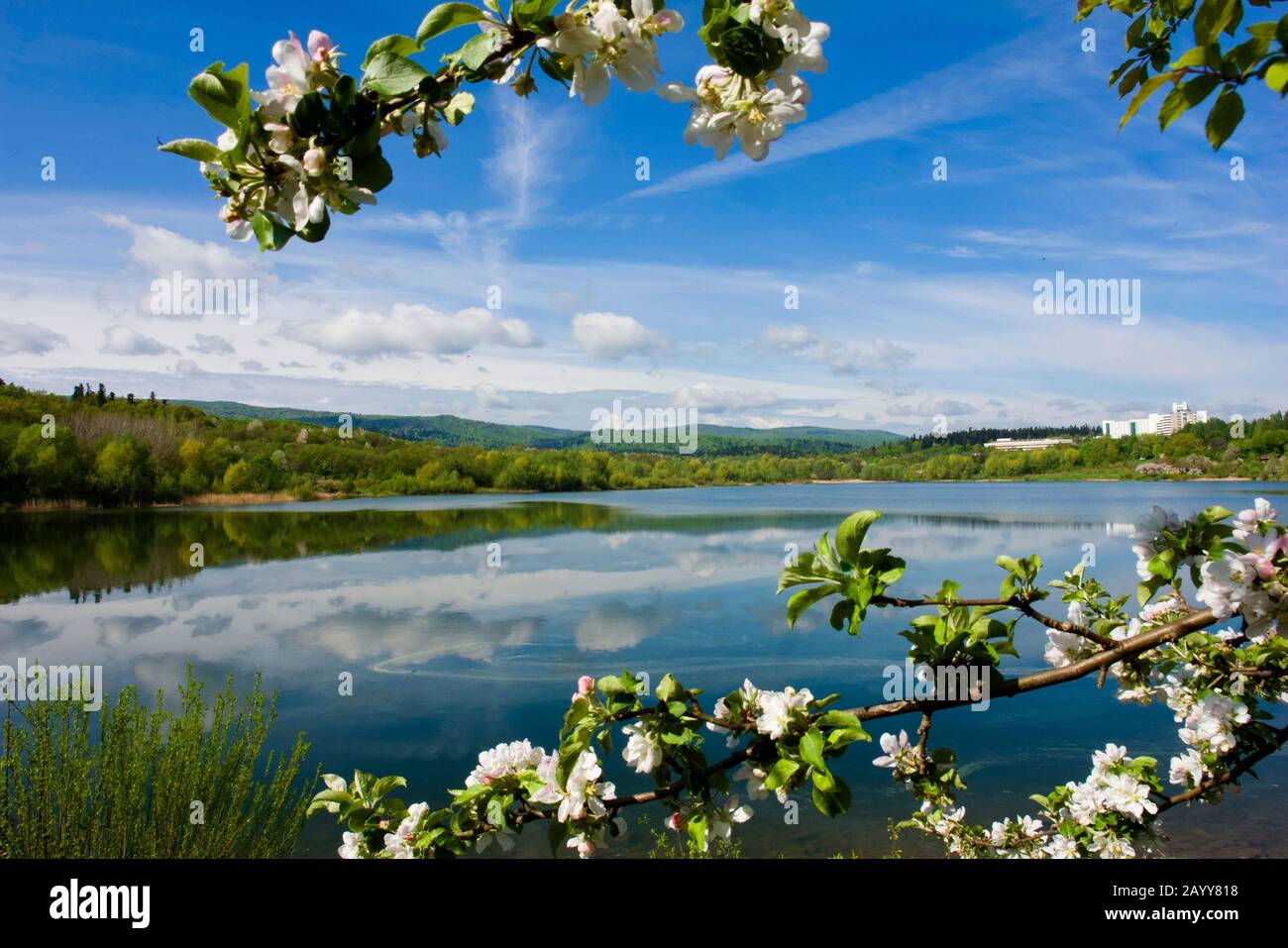 Spring panorama of a forest lake Stock Photo - Alamy