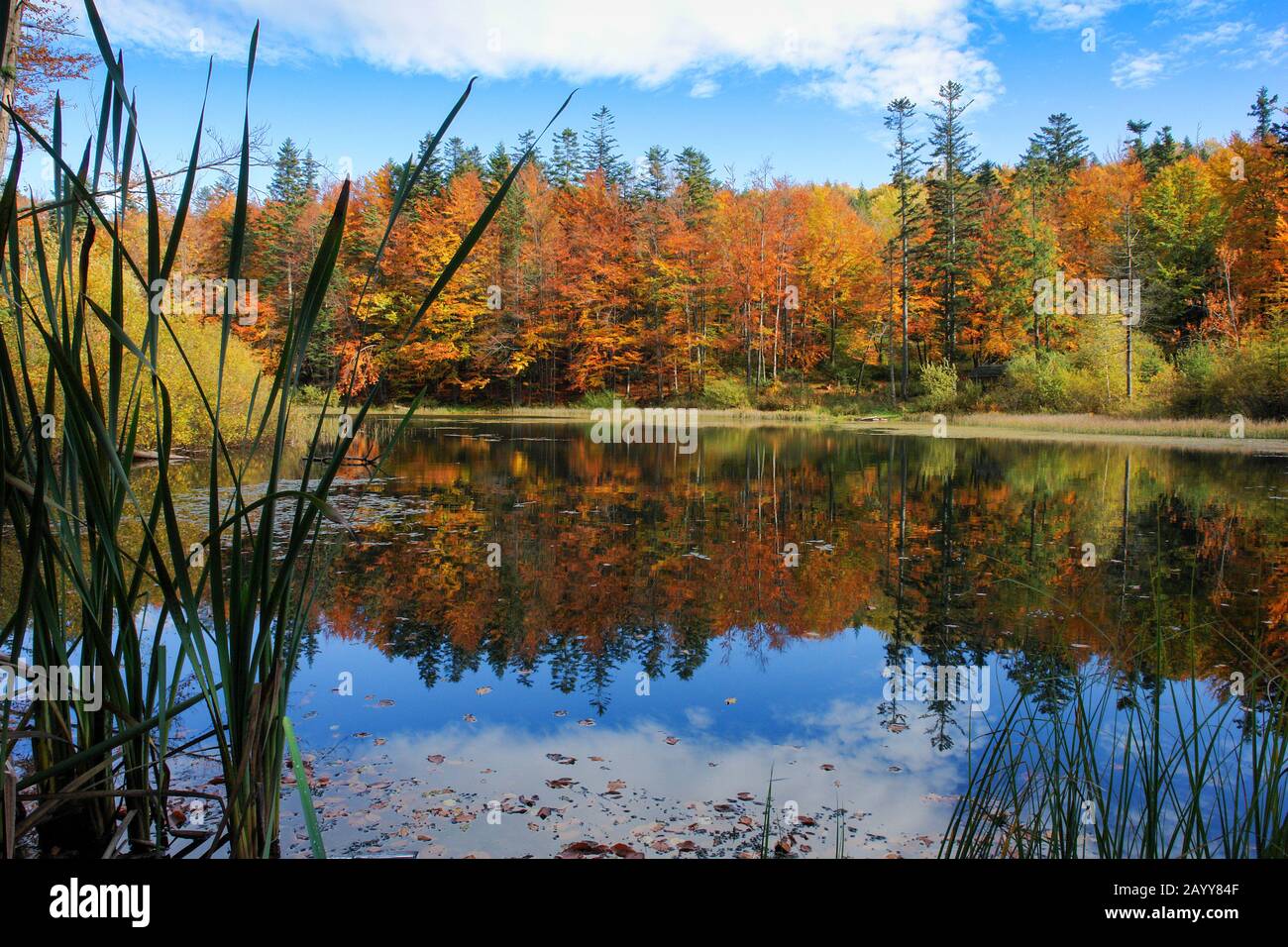 A bright lake among the autumn forest Stock Photo - Alamy
