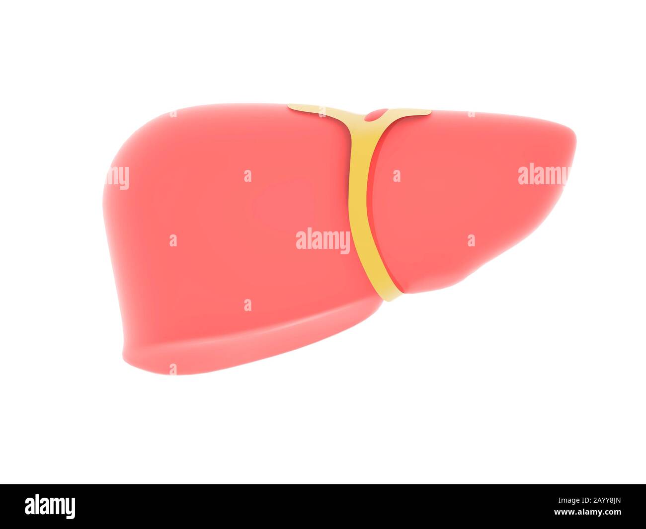 3D illustration of the human liver showing cartilage. Graphic ...