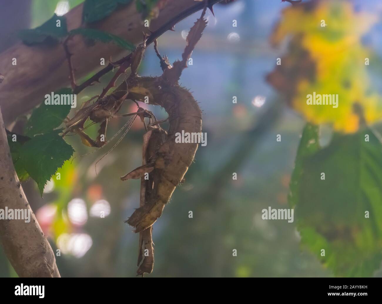 giant prickly stick insect couple together, tropical walking stick ...