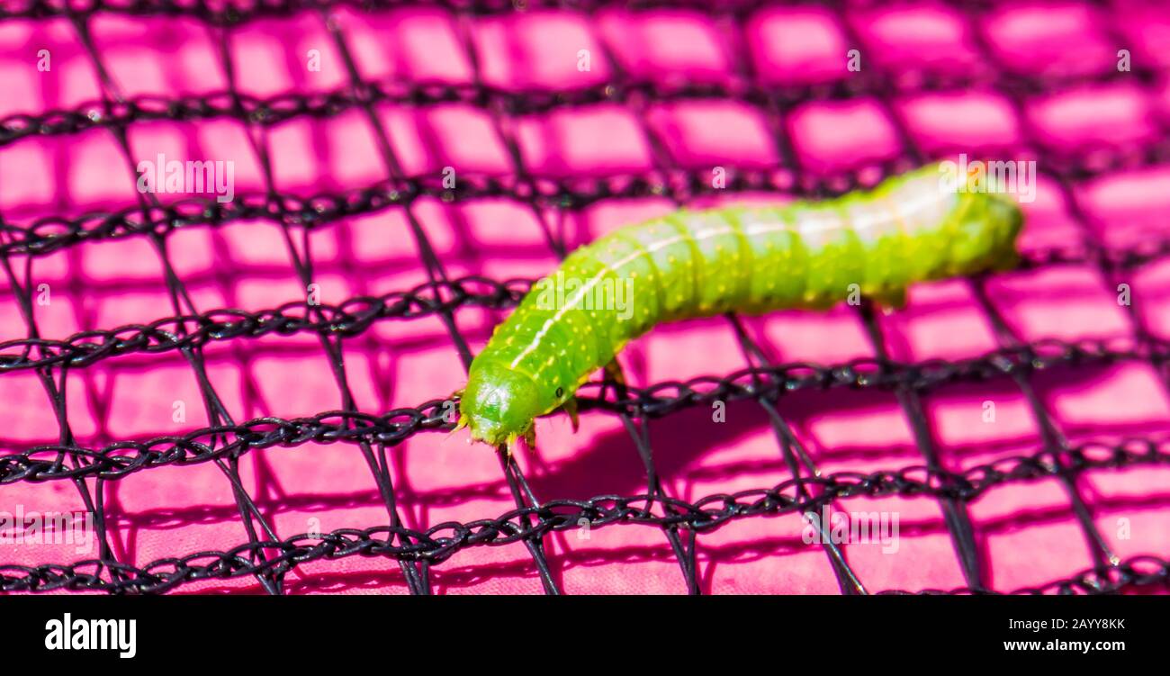 closeup of a angle shades caterpillar, larva of a moth specie from ...