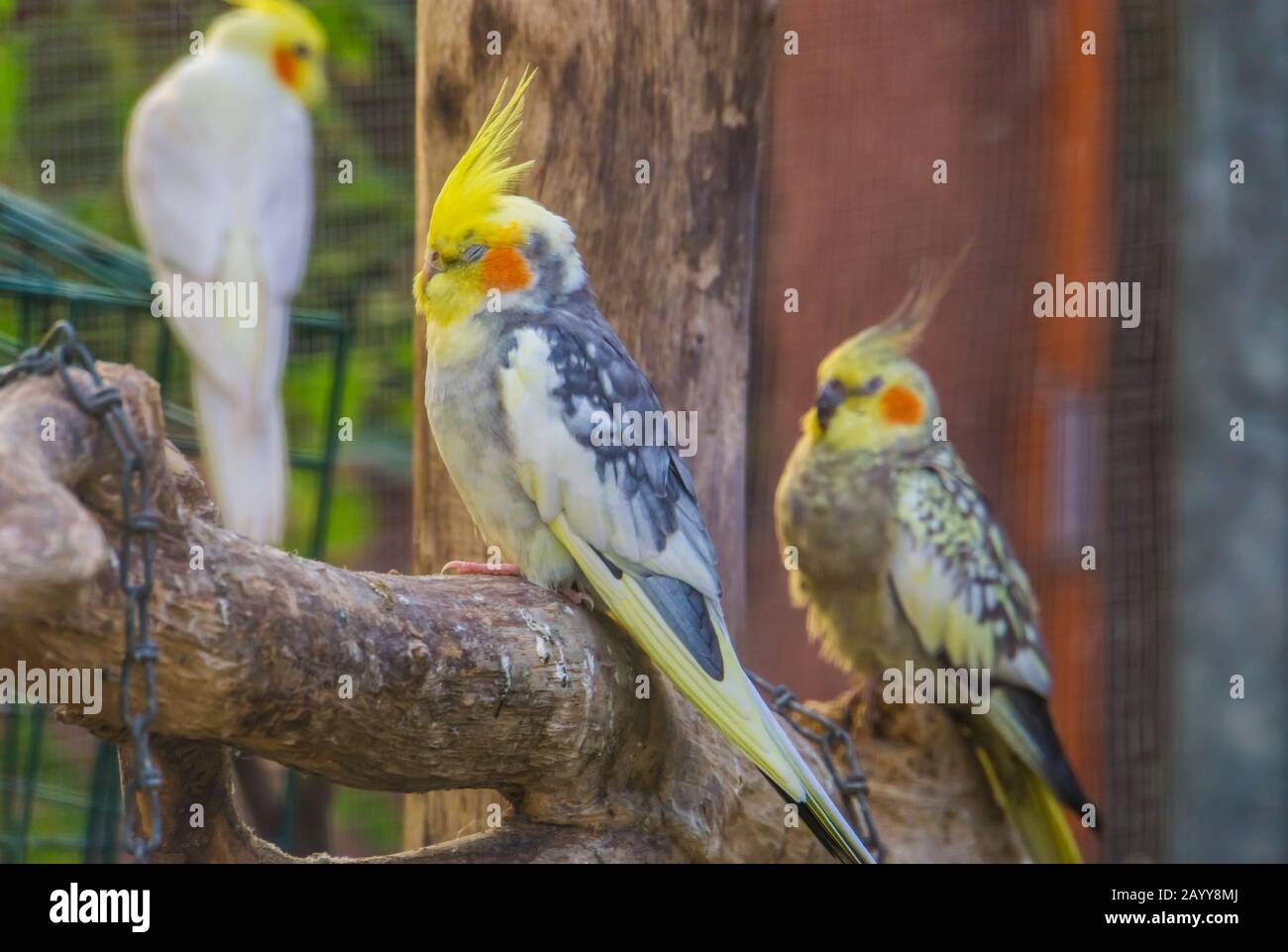 Cockatiels hi-res stock photography and images - Alamy