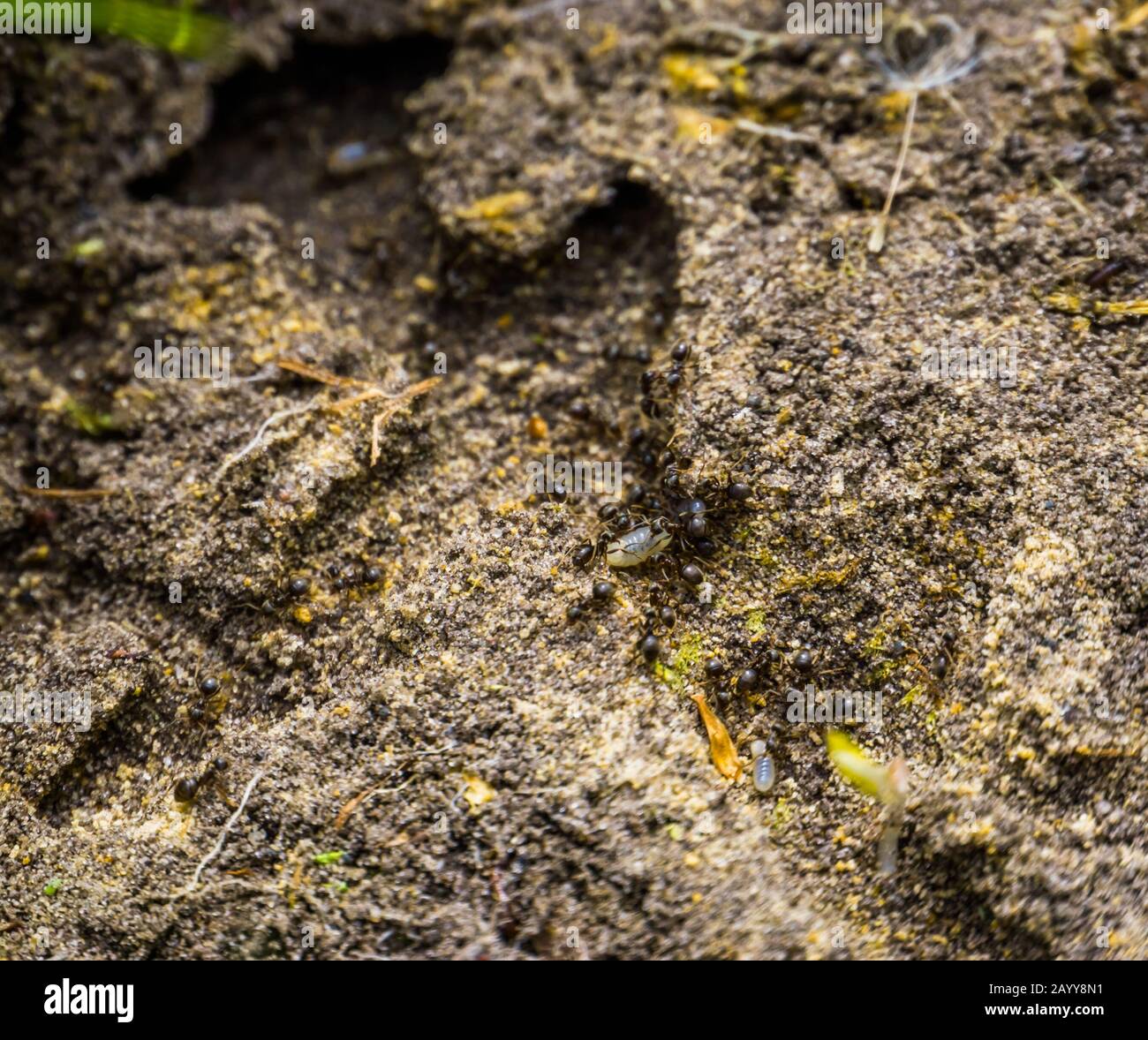 macro closeup of black garden ants carrying a larva, Ant colony ...