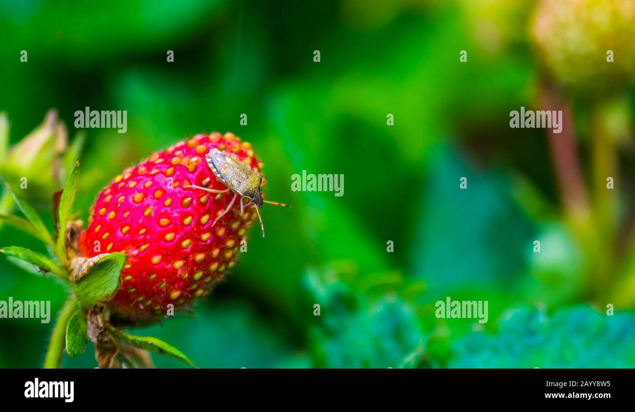 mottled shield bug sitting on a strawberry, common insect specie from ...