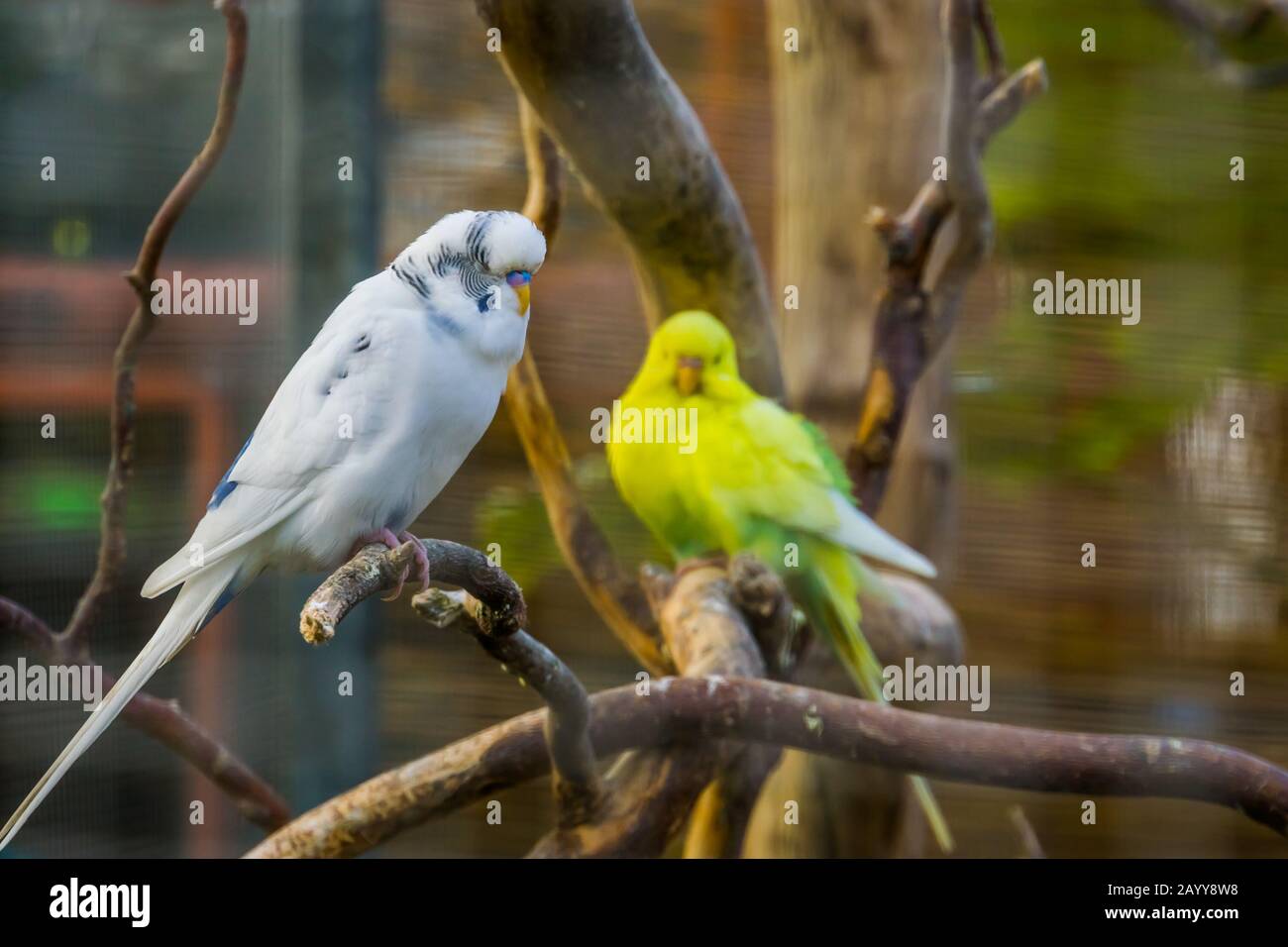 Albino budgie parakeet in closeup, tropical bird specie from Australia ...