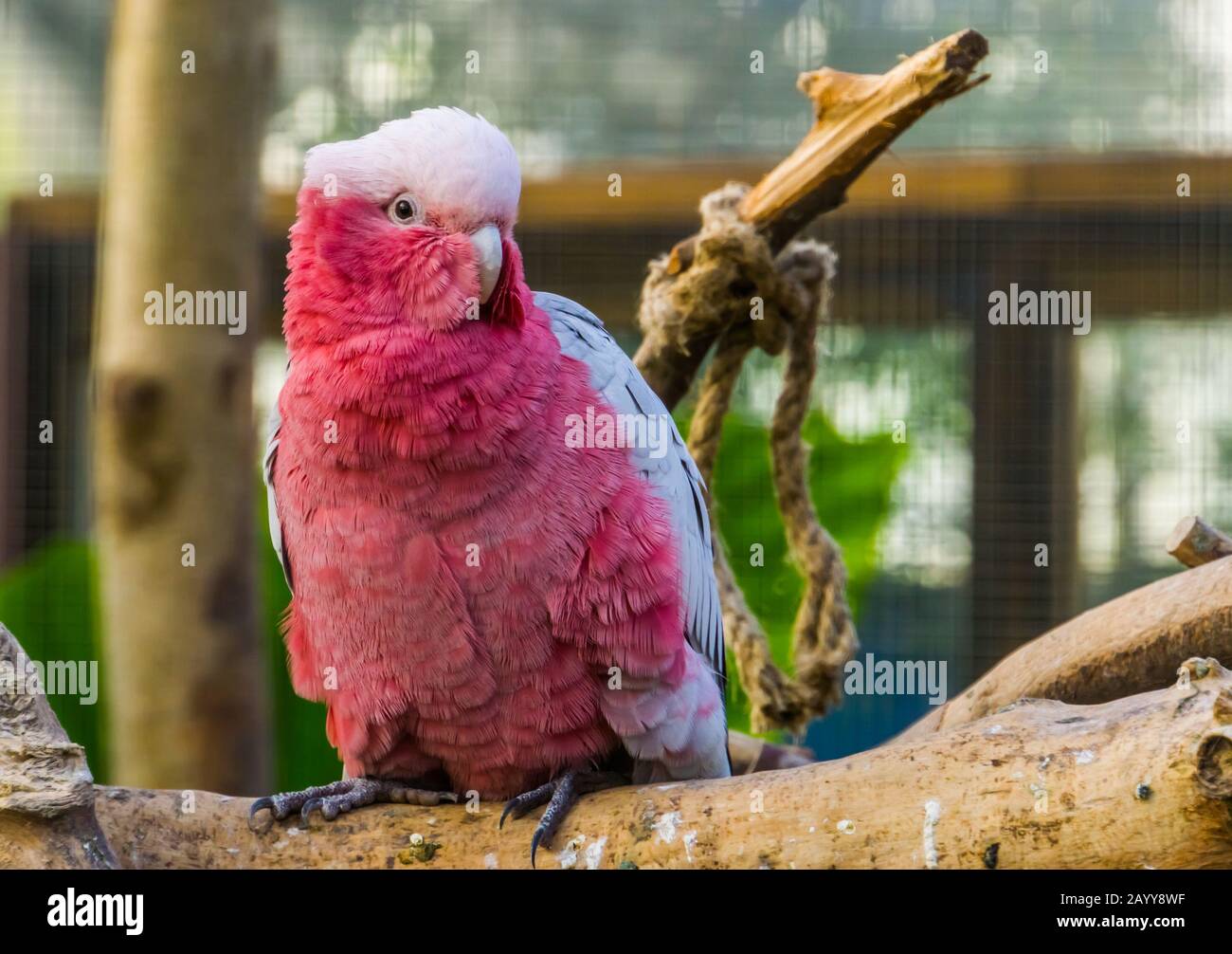Beautiful cockatoo species hi-res stock photography and images - Alamy