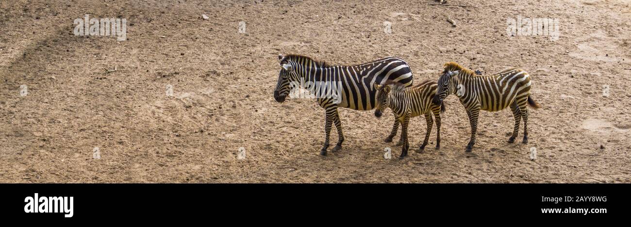 grant's zebra family portrait, male and female with foal, tropical ...